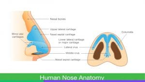 Different Nose Shapes and Their Characteristics - Floramedtour